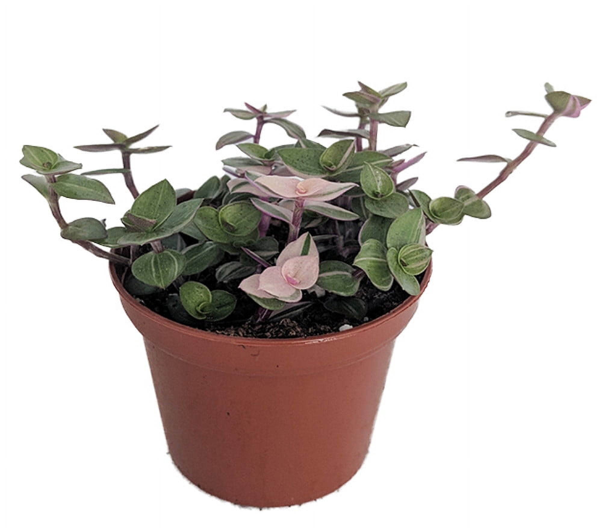 Pink Lady Bolivian Jewel - Exotic Indoor Turtle Vine - Callisia repens ...