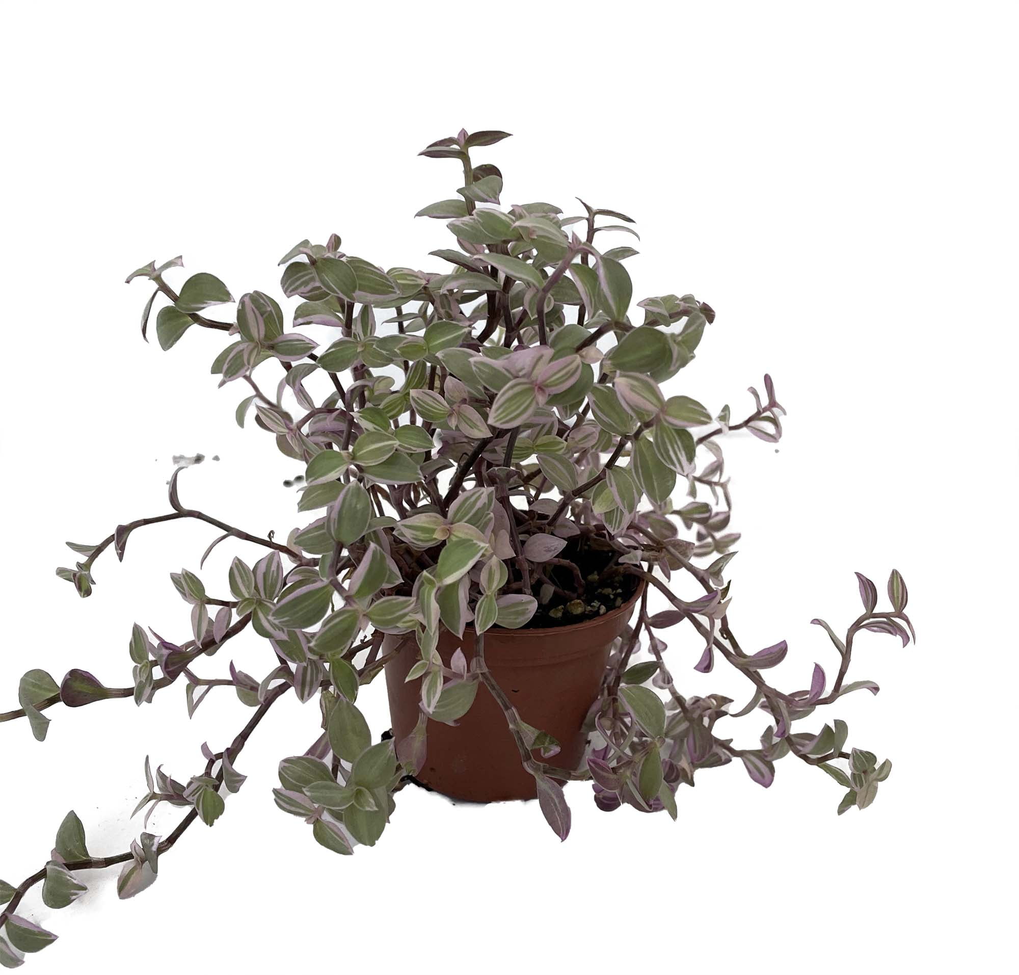 Pink Lady Bolivian Jewel - Exotic Indoor Turtle Vine - Callisia repens ...