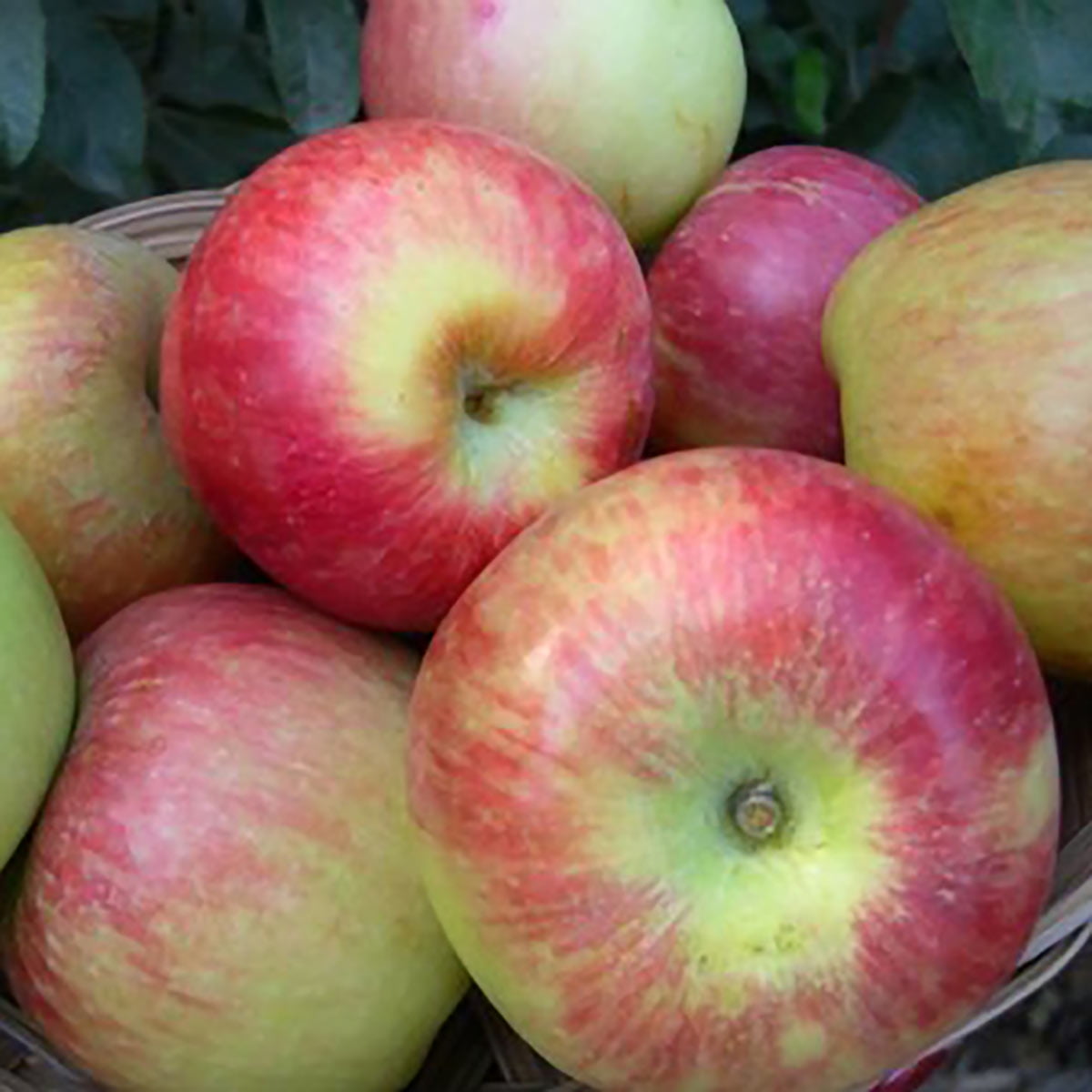 Pink Lady Standard Apple Dormant Bare Root Fruit Bearing Starter Tree ...