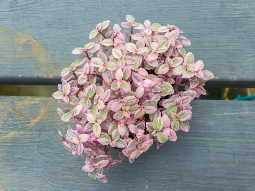 Pink Lady Succulent Plant 2 Inch Pot - Callisia Repens - Walmart.com