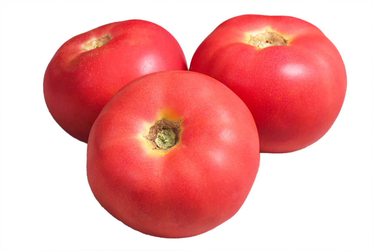 Pink Mountain Serissa Tree - 2.5" Pot - House Plant, Fairy Garden Plant ...