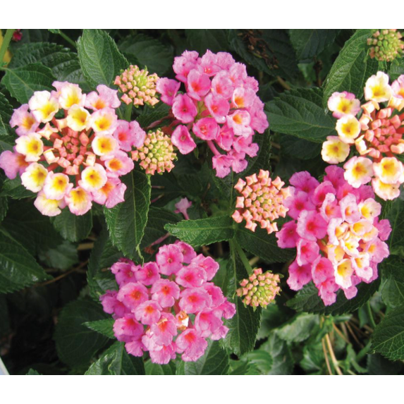 Pink Lantana Live Plant, Fragrant Lantana Flowers Perennial Plant for ...