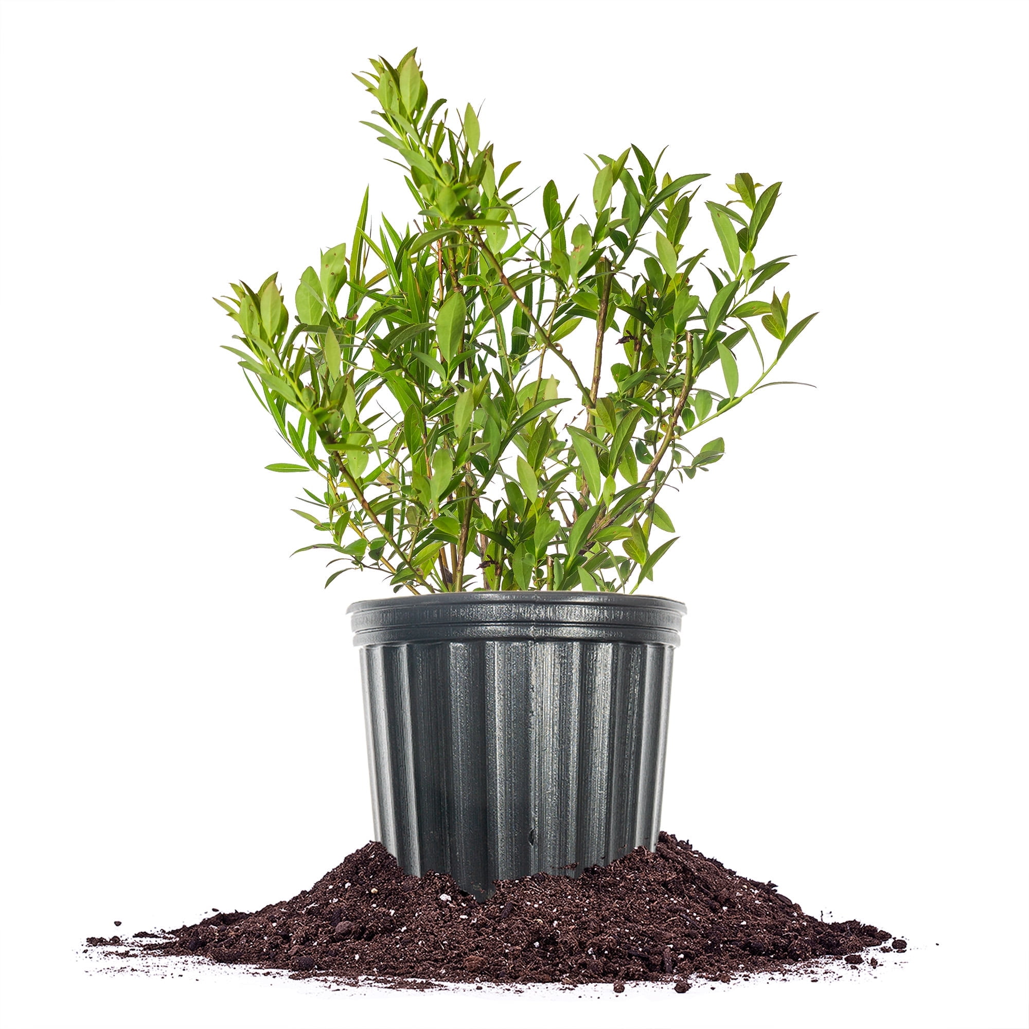 Pink Lemonade Blueberry Bush 1 Gallon - Walmart.com