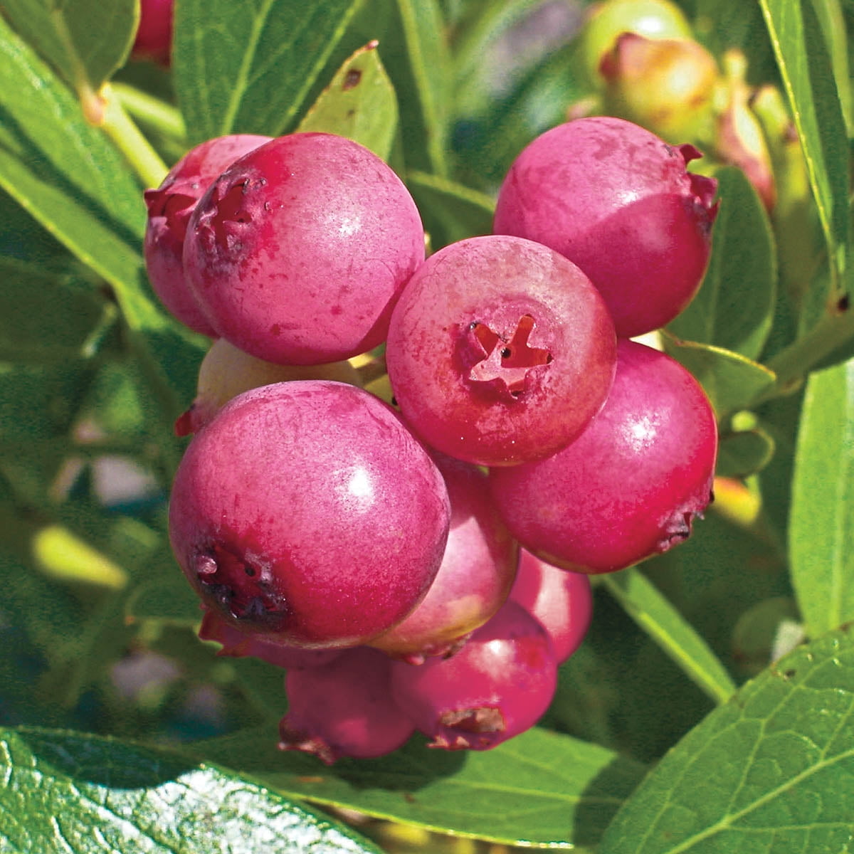 Pink Lemonade Blueberry Bush DOR, WAmant Bare Root Fruiting Starter ...