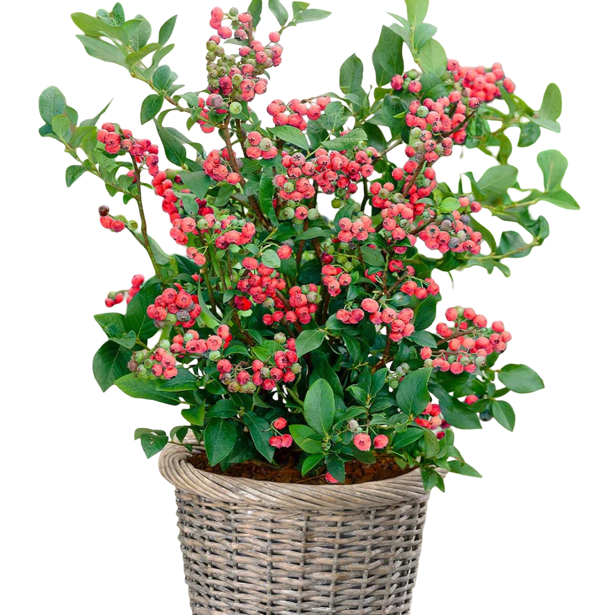 Pink Lemonade Blueberry Bush – Unique Pink Berries for Home Gardens and ...