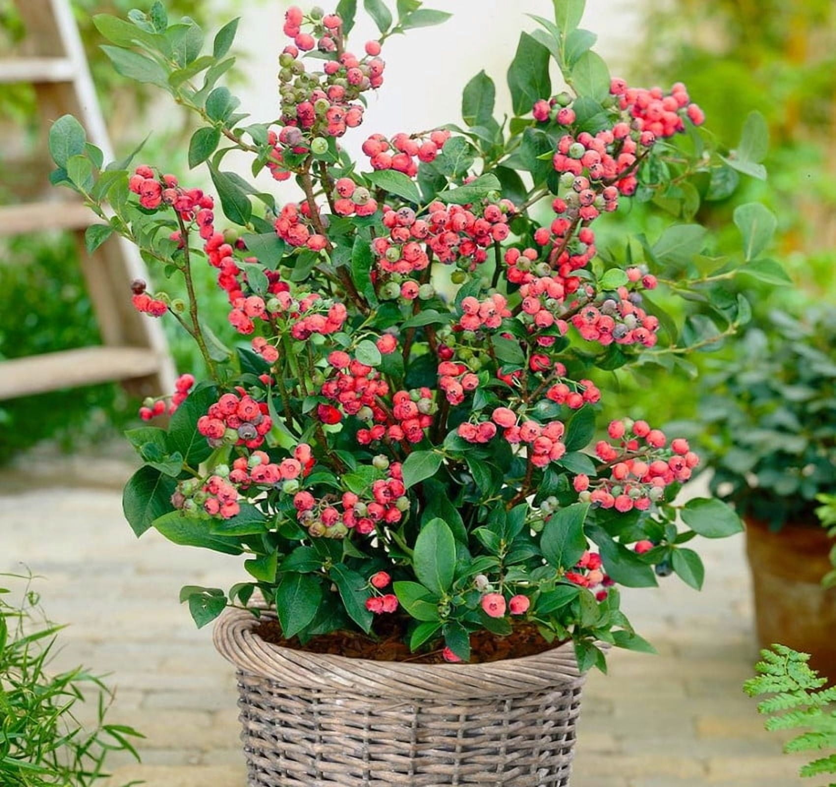 Pink Lemonade Blueberry Plant 4-7" Tall for Planting, Northern Highbush ...