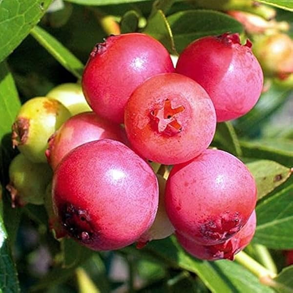Pink Lemonade Blueberry Plant Live For Planting Pink Sweet Blueberry