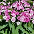 Pink Magic Dianthus - Multiple Pink Shades - 4" Pot - Walmart.com