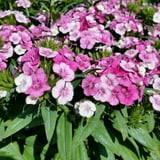 Pink Magic Dianthus - Multiple Pink Shades - 4" Pot - Walmart.com