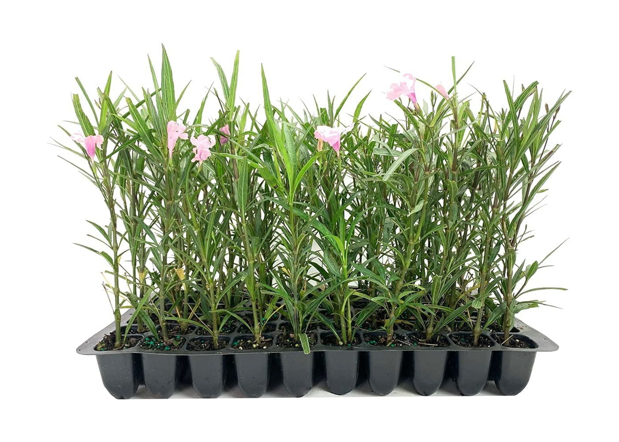 Pink Mexican Petunia 60 Live Plants Ruellia Brittoniana Drought ...