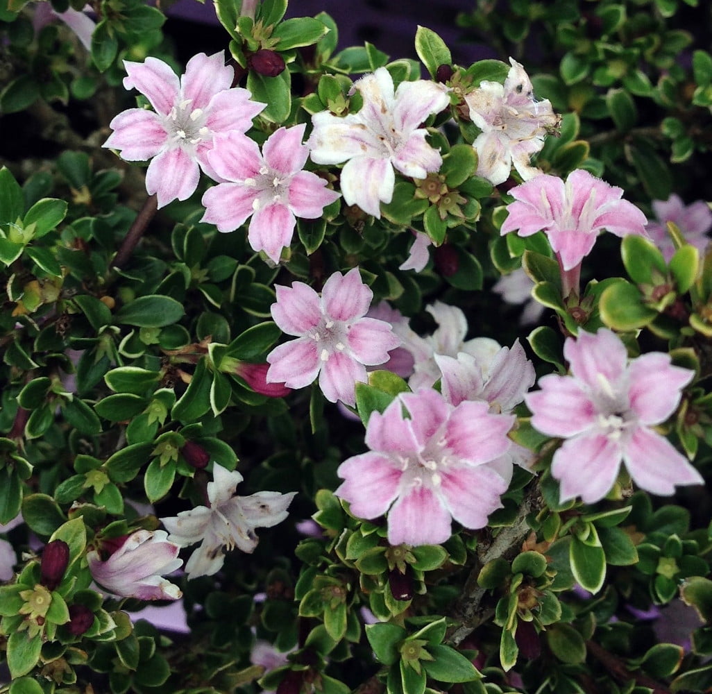 "Easy to Grow Pink Mountain Serissa Tree - Live House Plant, Bonsai ...
