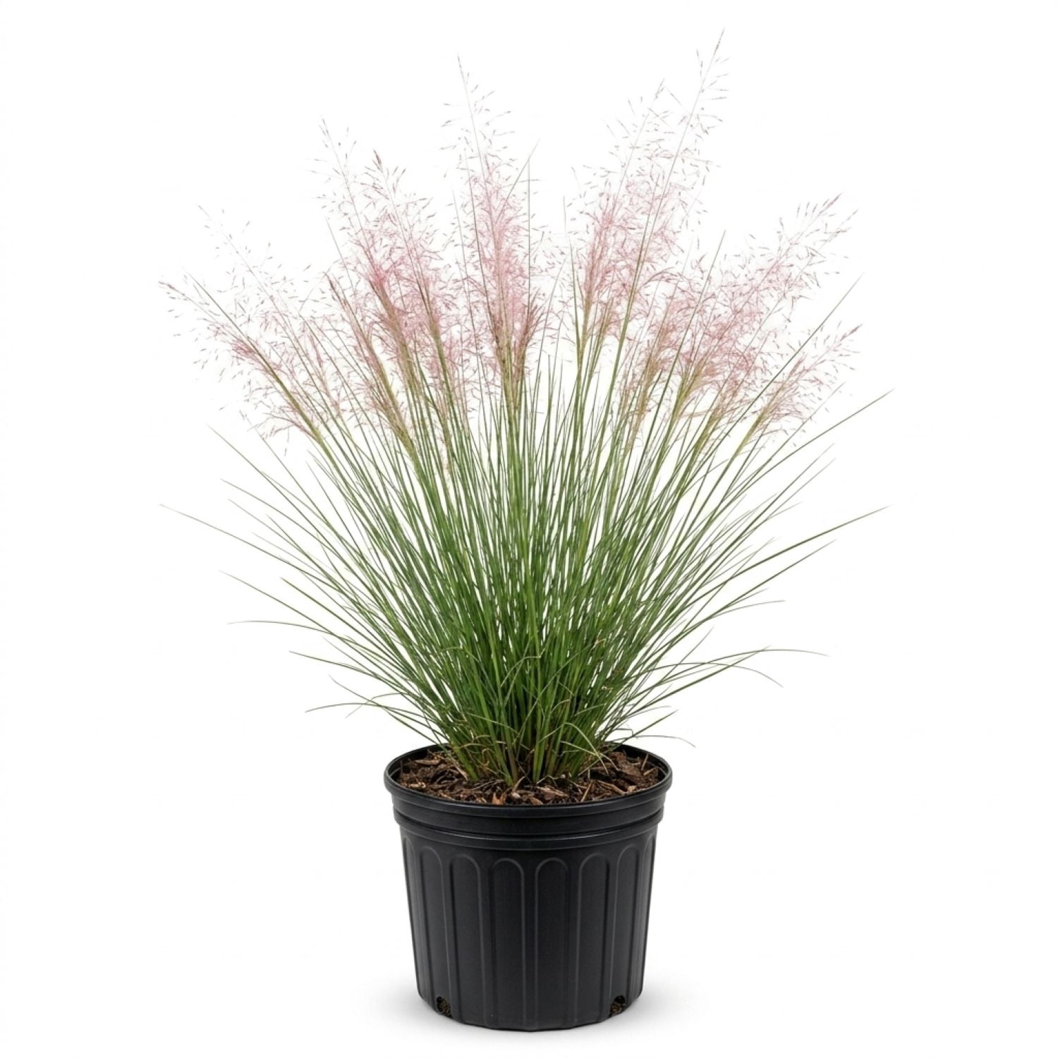 Expert Gardener Pink Muhly Grass (2.5 Gallon) Tall Ornamental Perennial ...