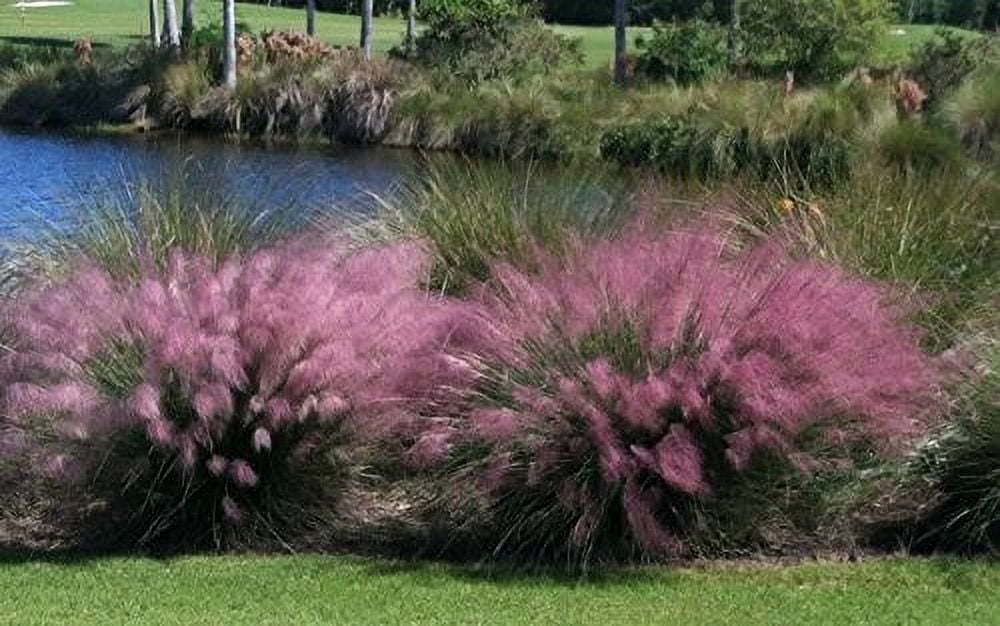 Pink Muhly Grass Plant in a 4 Inch Container - Walmart.com