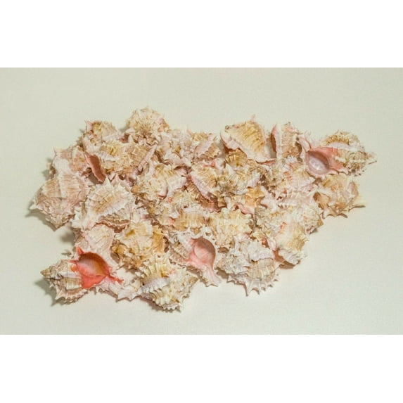 Pink Murex Phyllonotus erythrostomu Hermit Crab Sea Shell 3" - 3 1/2 ...