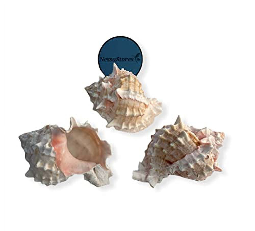 Pink Murex Phyllonotus erythrostomu Hermit Crab Sea Shell 4" - 4 1/2" # ...