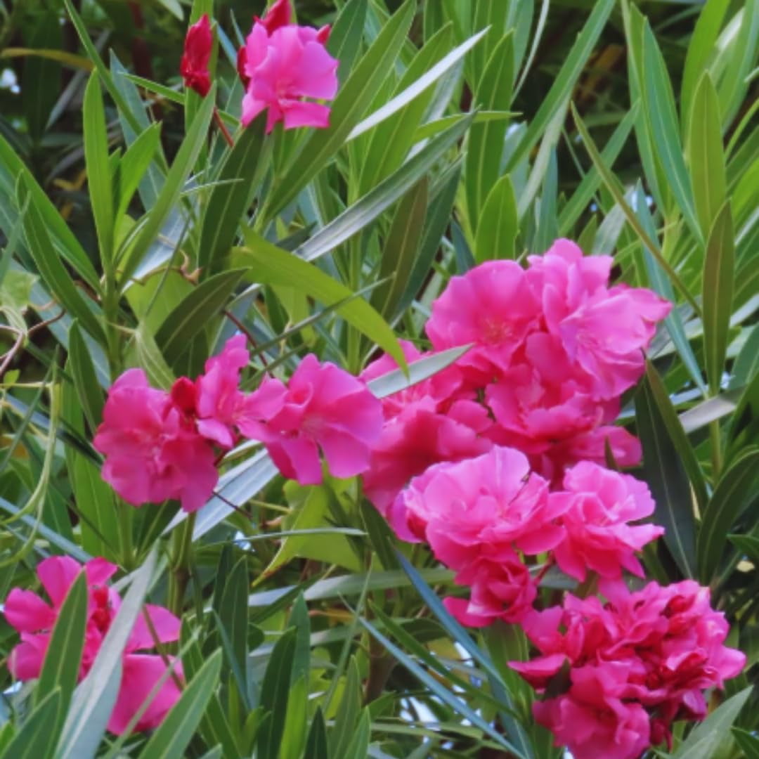 Pink Oleander Plants Live, 2 Small Plants, Live Oleander Flower Plants ...