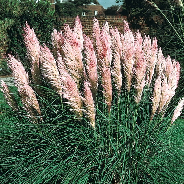 Pink Pampas Ornamental Grass Dormant Bare Root Perennial Starter Plant ...