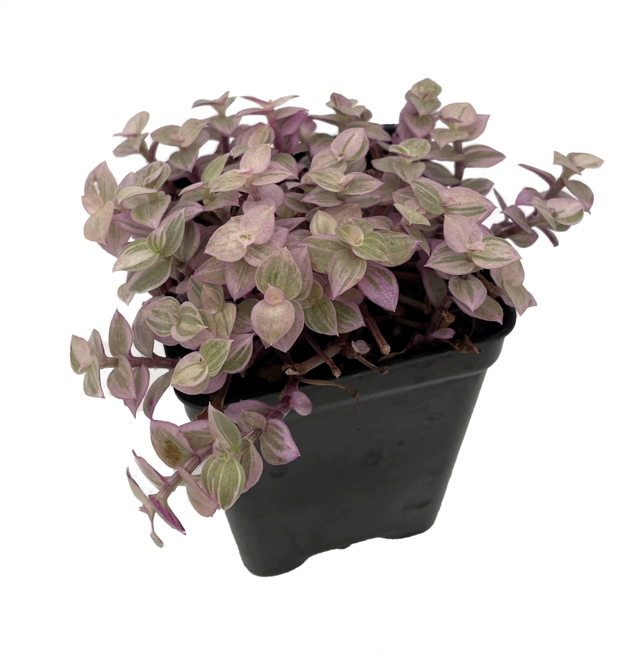 Live Indoor Plant - Pink Panther Bolivian Jewel (Callisia repens) in 2 ...