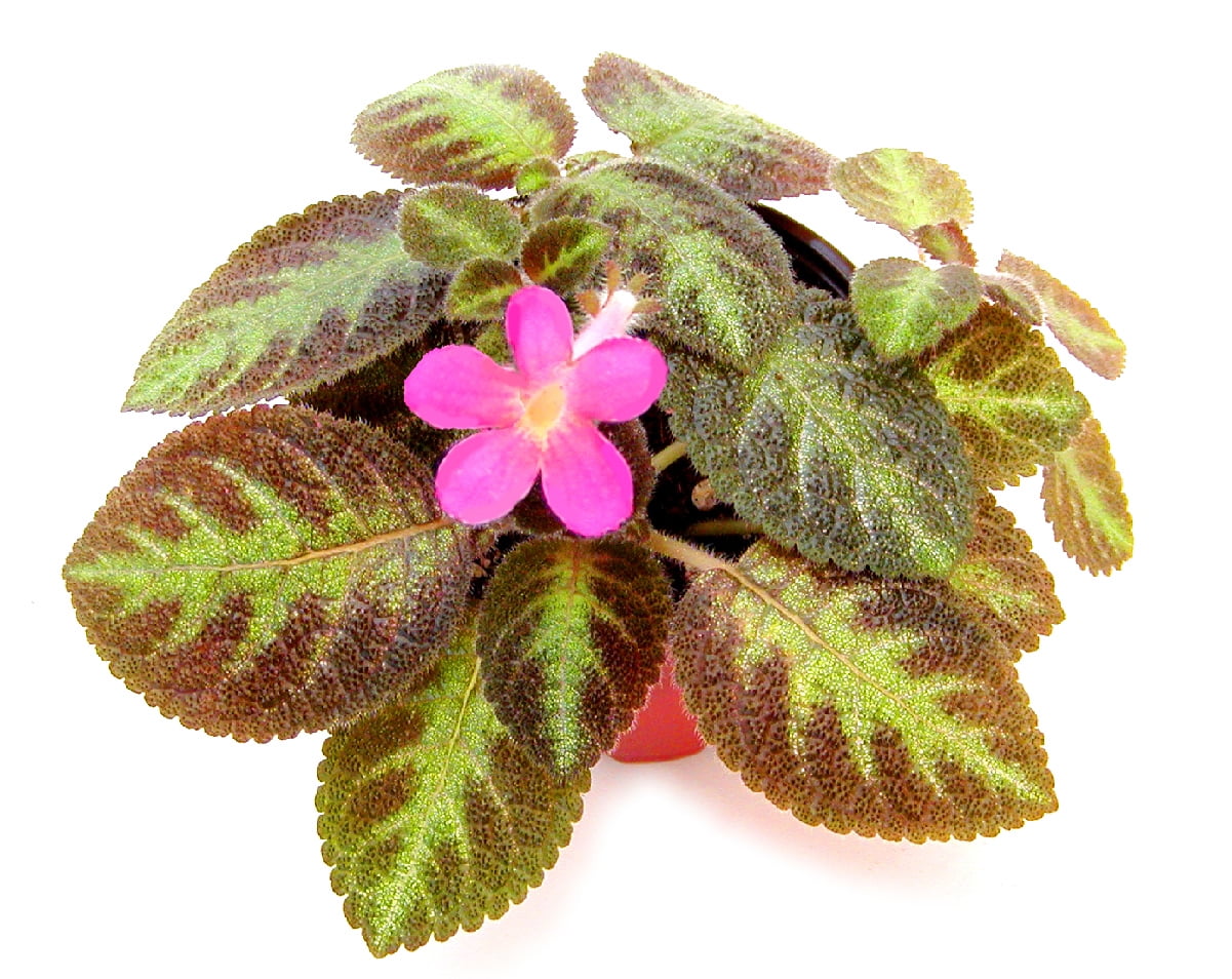 Pink Panther Flame Violet - Episcia - 4" Pot - Walmart.com