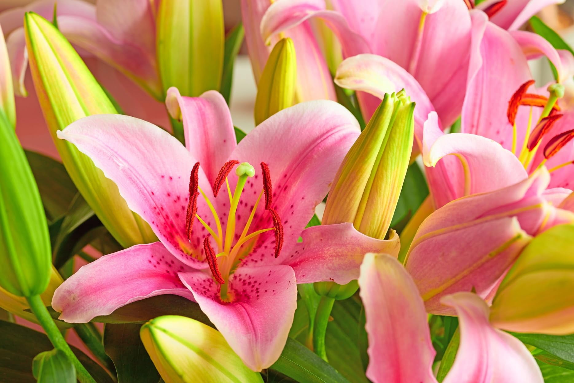 Pink Passion Lily Bulbs for Planting - Perennial Lilium Bulbs (1 Bulb ...
