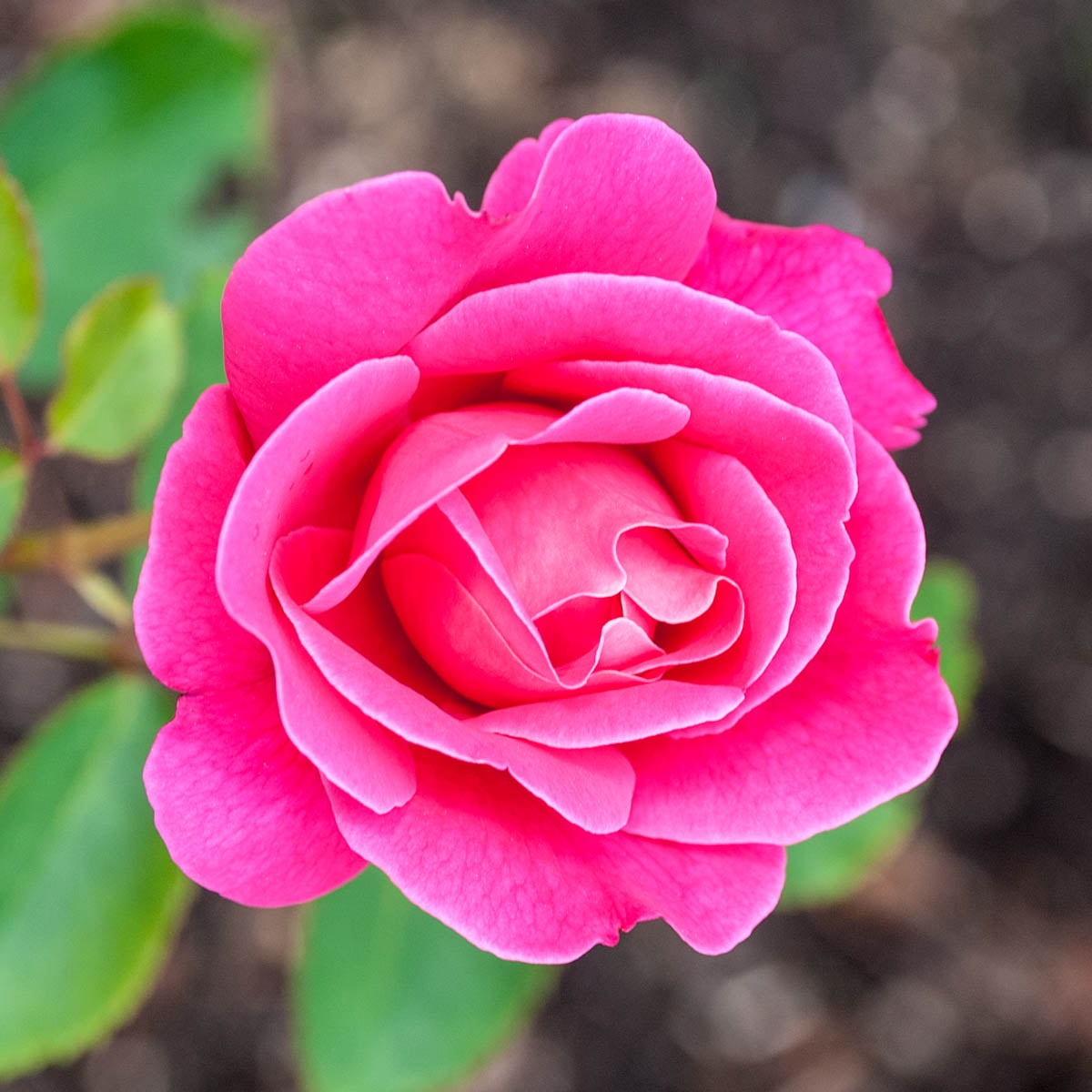 Pink Peace Dormant Bare Root Hybrid Tea Rose, Includes one dormant ...