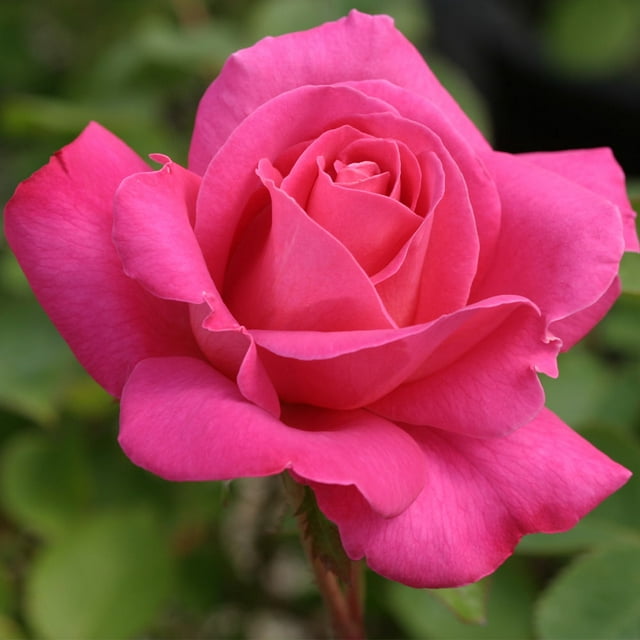 Pink Peace Hybrid Tea Rose by Heirloom Roses - Live Rose Plant ...