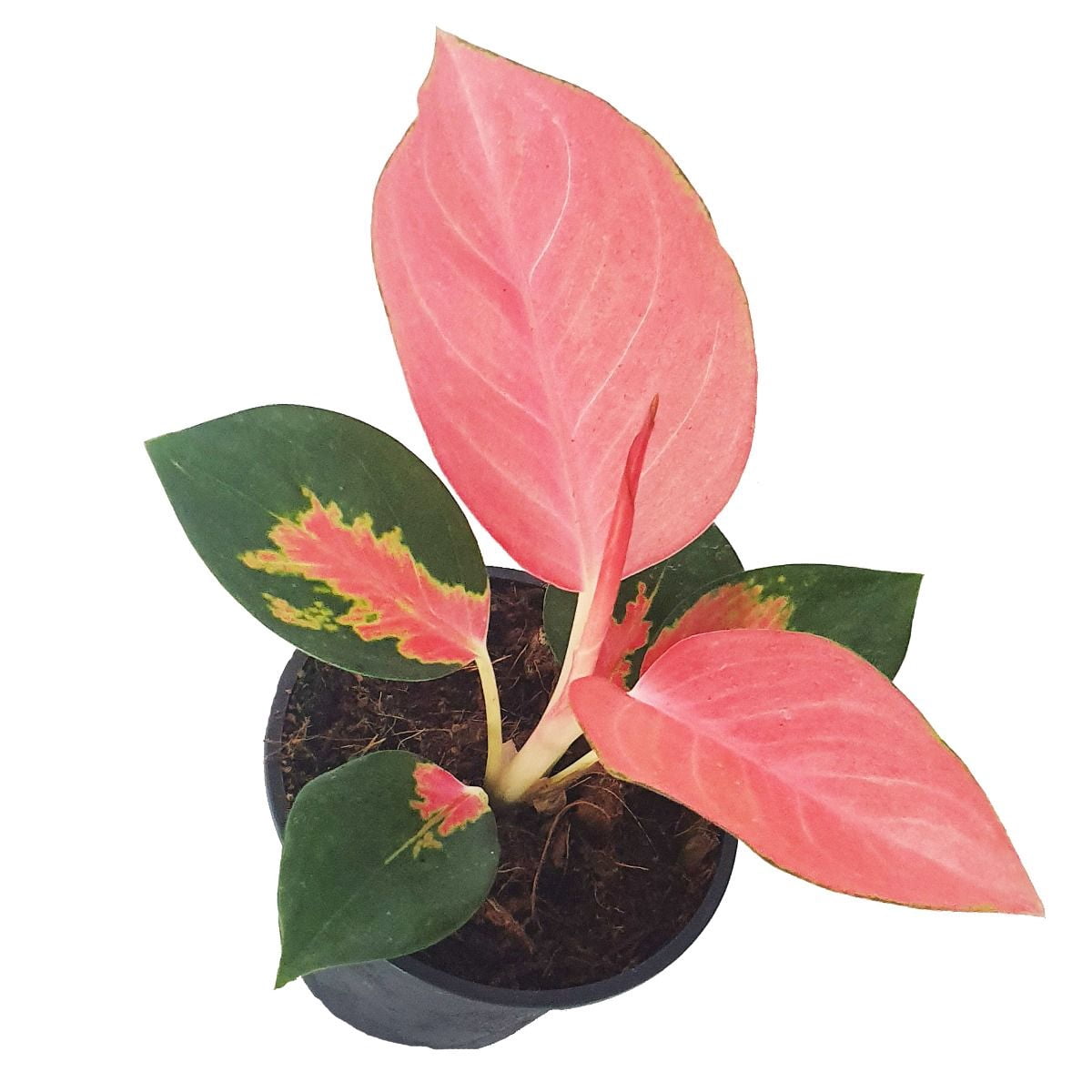 Potted Houseplants - Pink Pearl Chinese Evergreen Plant - Aglaonema ...