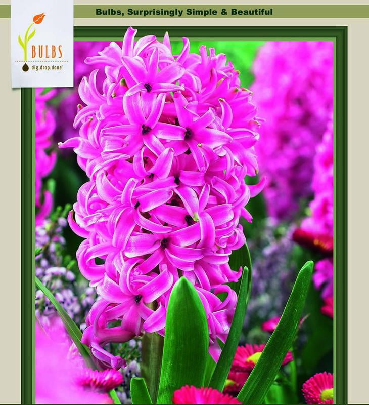Pink Pearl Hyacinth 5 Bulbs - Fragrant - 15/16 cm Bulbs - Walmart.com