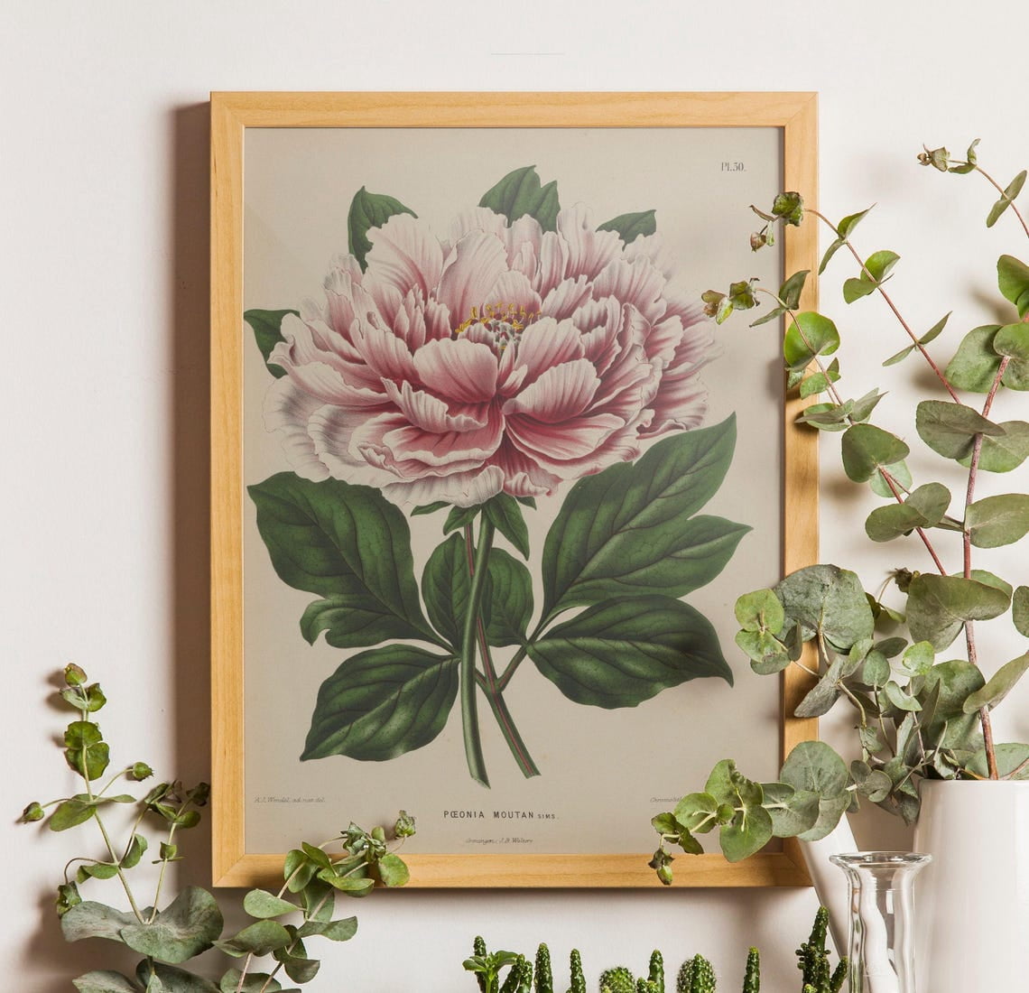 Pink Peony Art Poster, Antique Posters, Pink Flower Poster, Botanical ...