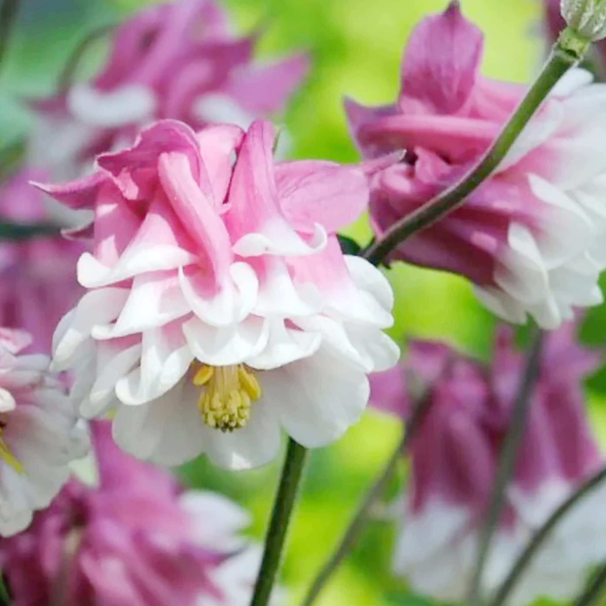 Pink Petticoat Columbine Seeds Perennial Hardy Deer H2FSD& Rabbit ...