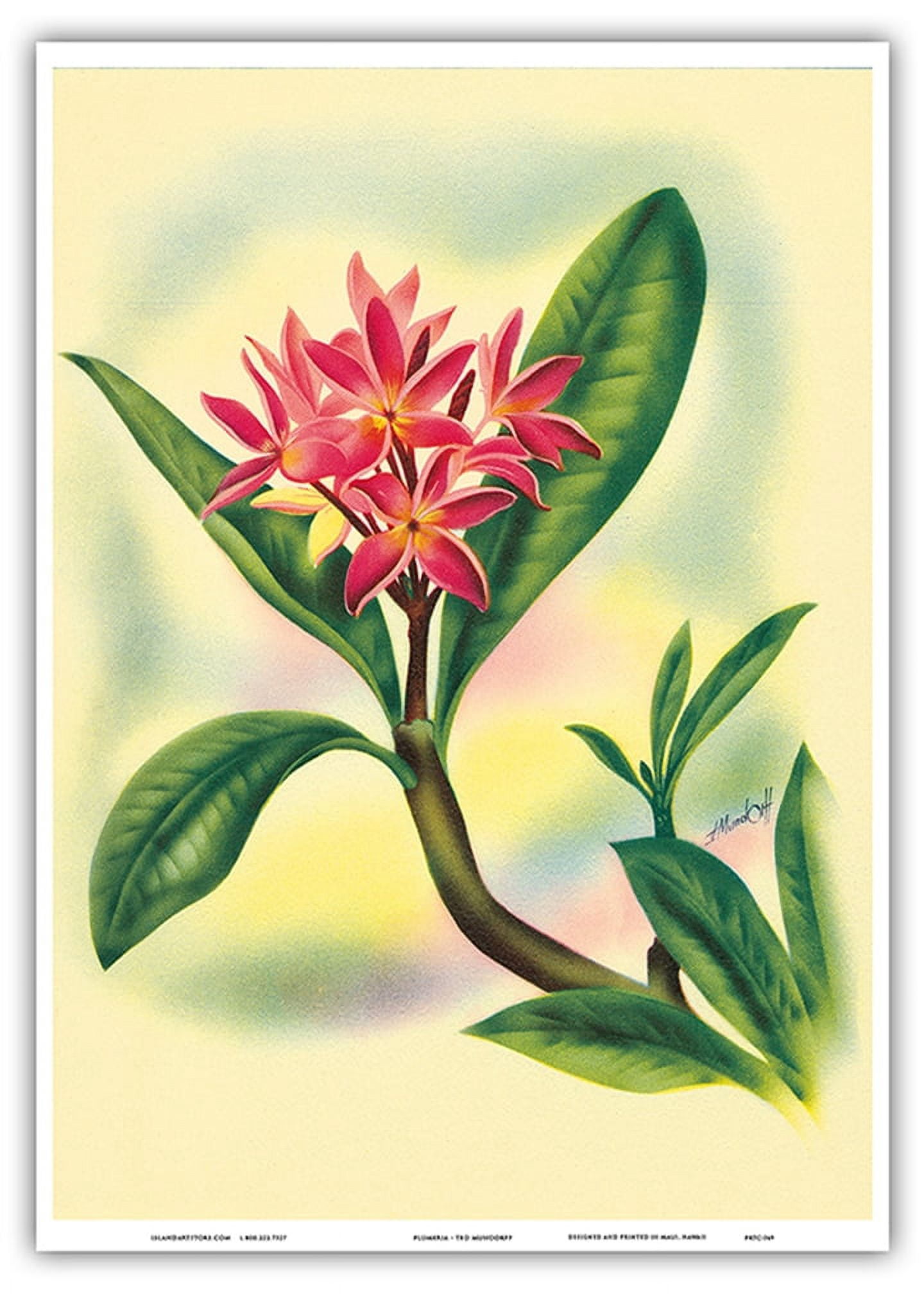 Pink Plumeria (Melia) - Vintage Hawaiian Airbrush Art by Ted Mundorff c ...