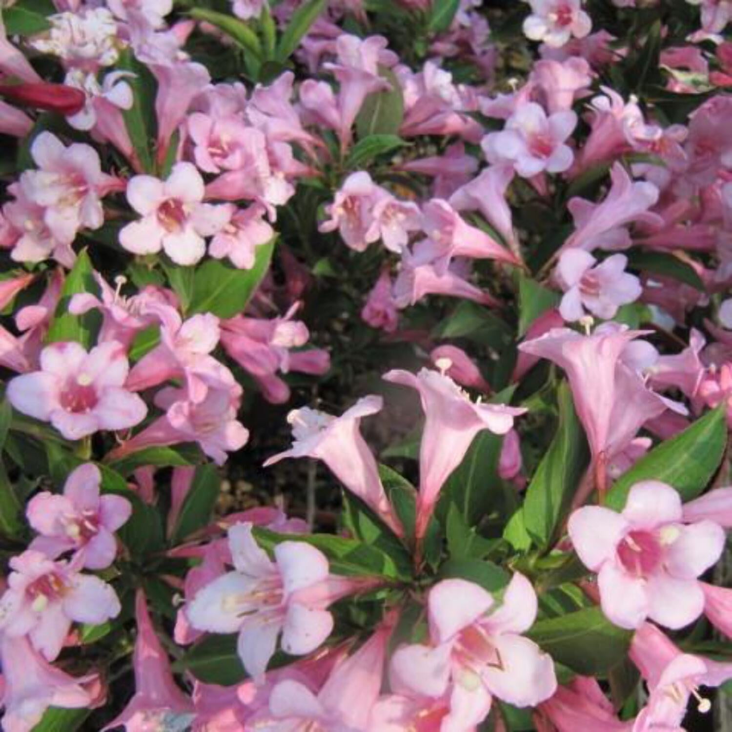 Pink Poppet Weigela - 3 Gallon Pot - Walmart.com