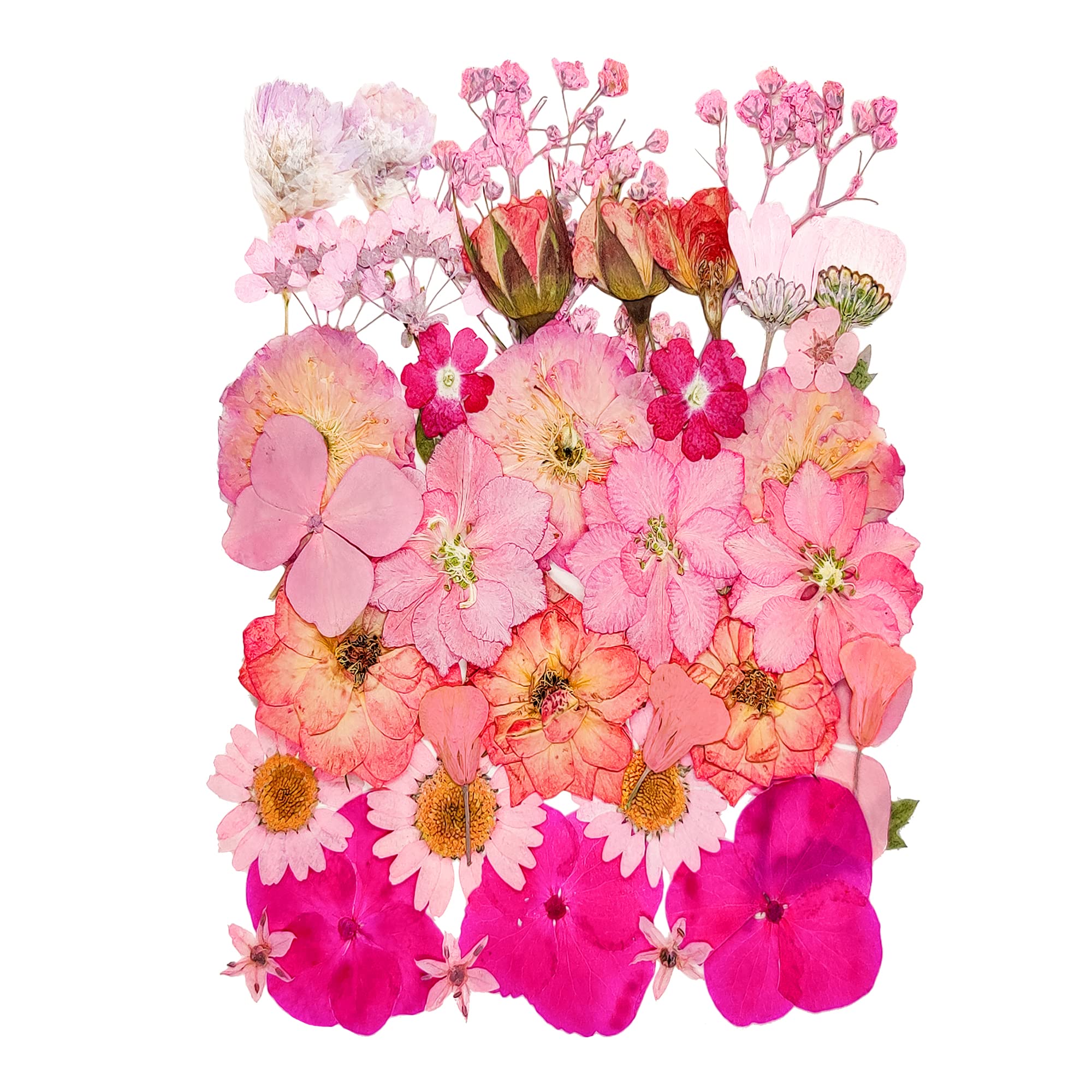 Pink Pressed Flowers 15 Varieties 37pcs, Real Dried Floral for Resin ...