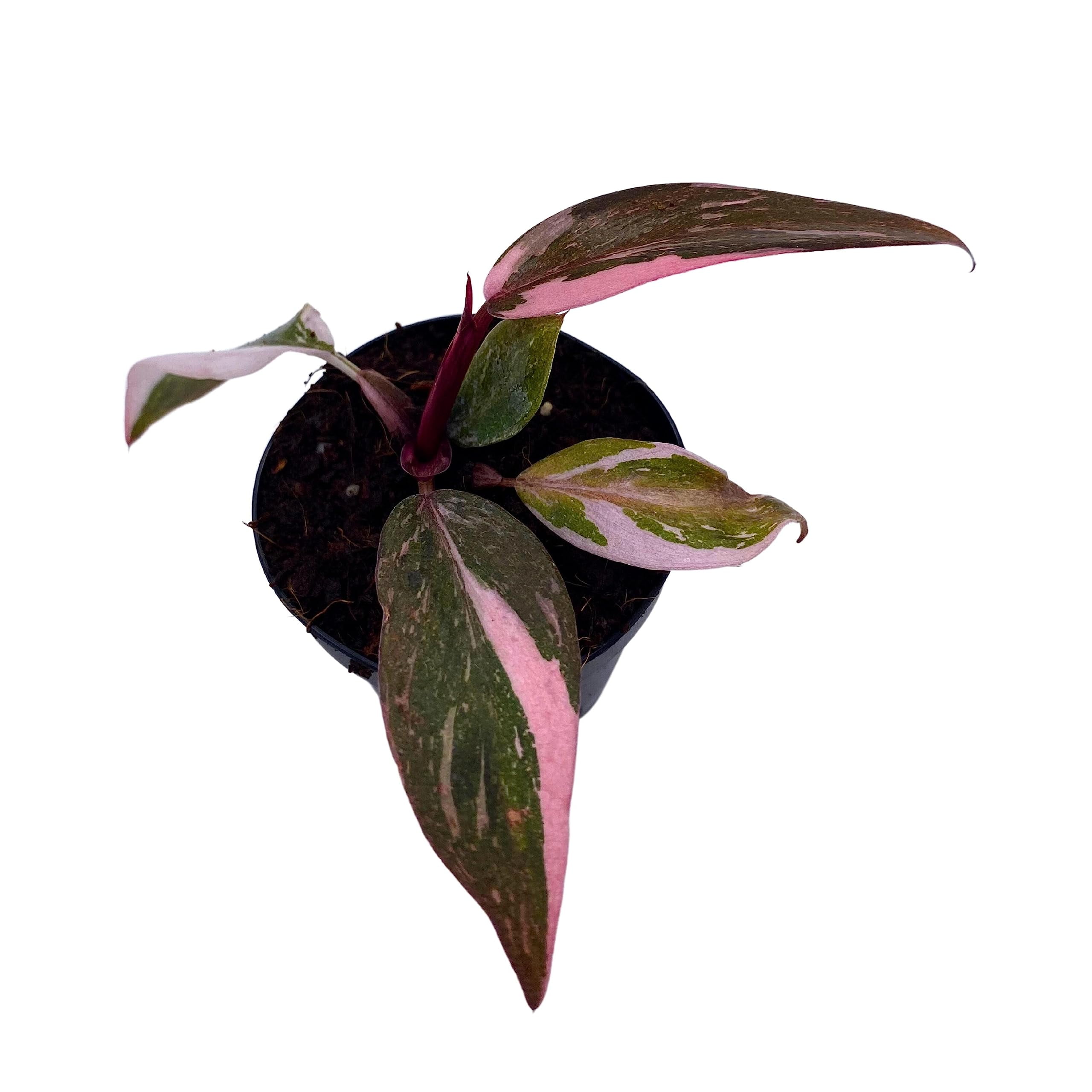 Pink Princess Philodendron, Blushing Philodendron, Philodendron ...