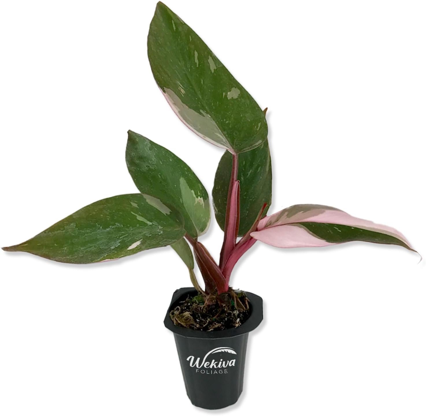 Philodendron Gigas, Giant Black and Gold Philo in 2 inch Pot - Walmart.com