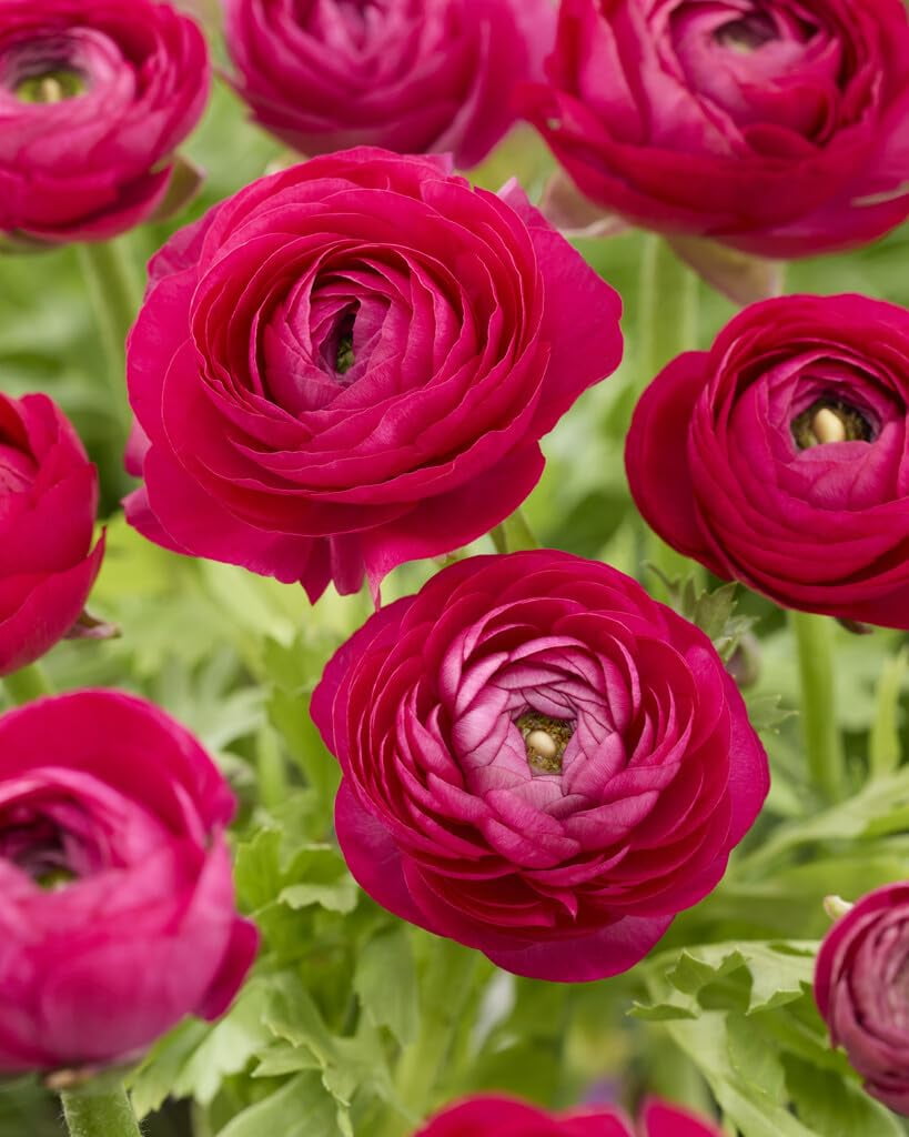 Pink Ranunculus Bulbs for Planting - Stunning Color and Long Lasting ...