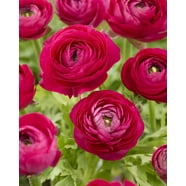 Ranunculus Flower Bulbs for Growing - Perennial Flowers with Extended ...