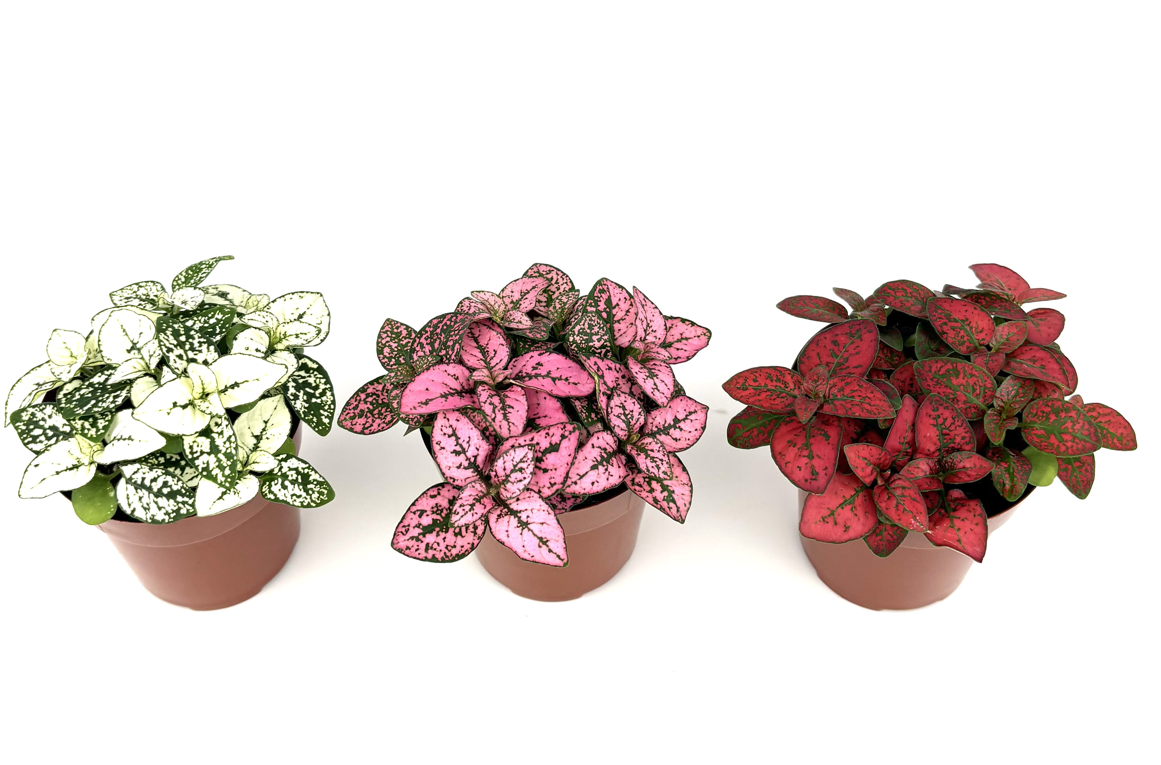 Pink, Red, White Hypoestes Splash Polka Dot Plant Live Plants in 2 Inch ...