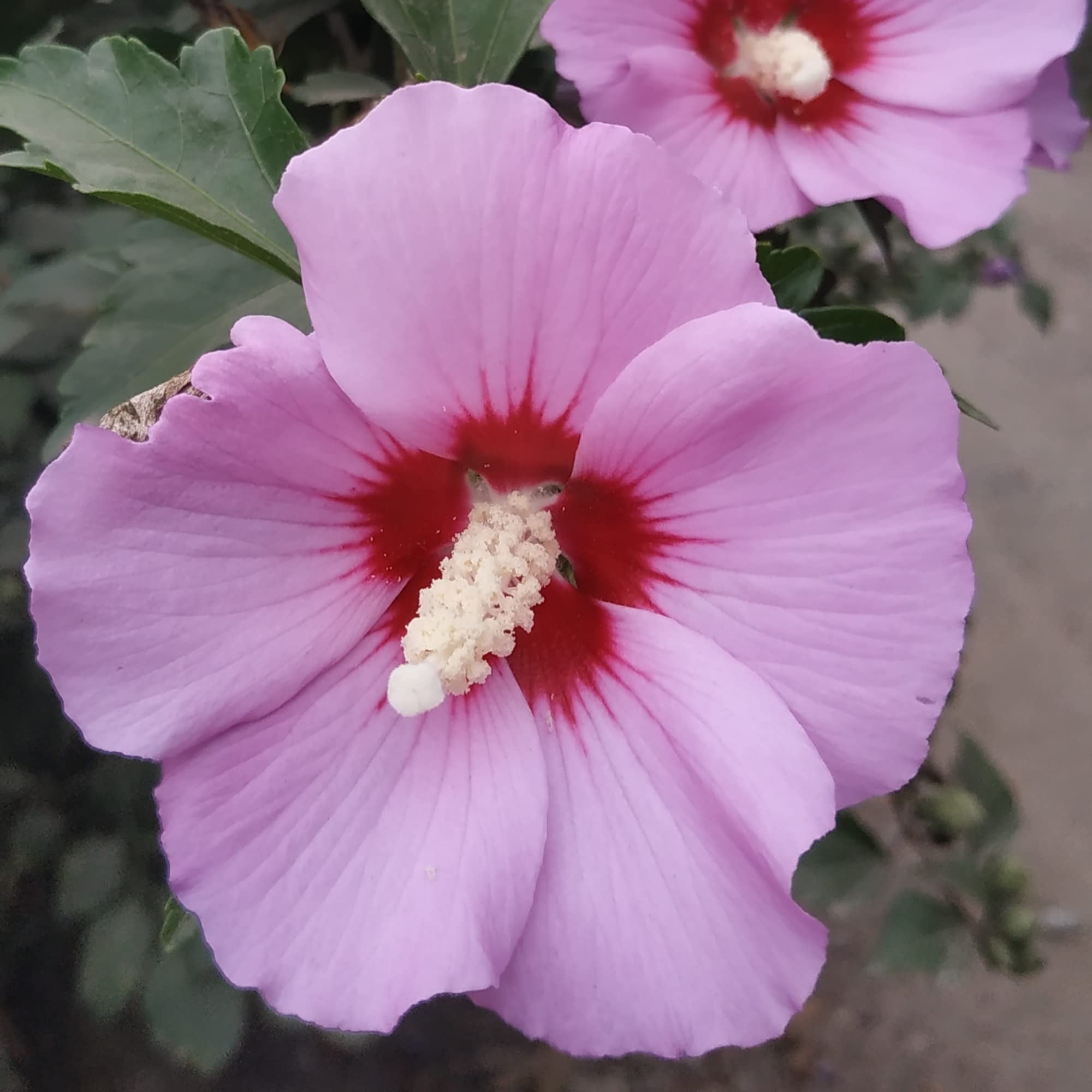 Pink Rose of CORNET Sharon Seeds Hibiscus Syriacus Deciduous Shrub ...