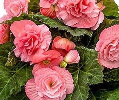 Pink Roseform Begonia (5 Bulbs) - Flourishing Venture - Walmart.com