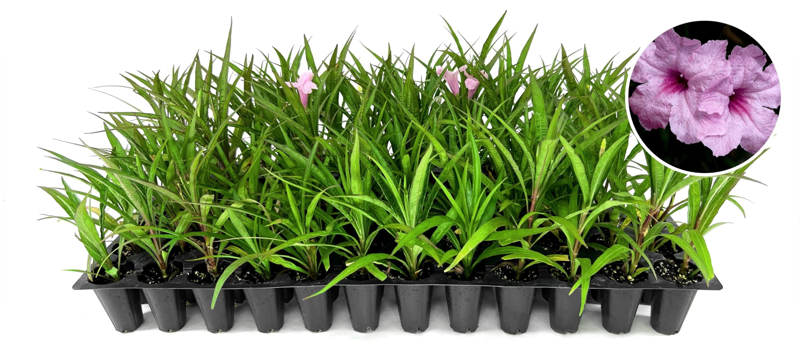 Pink Ruellia Katie's Dwarf | 10 Live Plants | Mexican Petunia ...