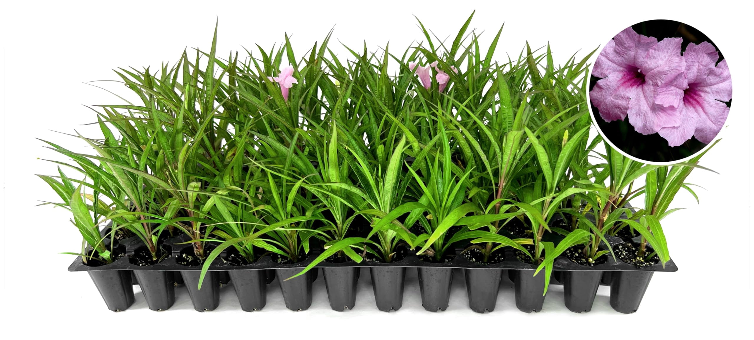 Pink Ruellia Katie's Dwarf | 20 Live Plants | Mexican Petunia ...