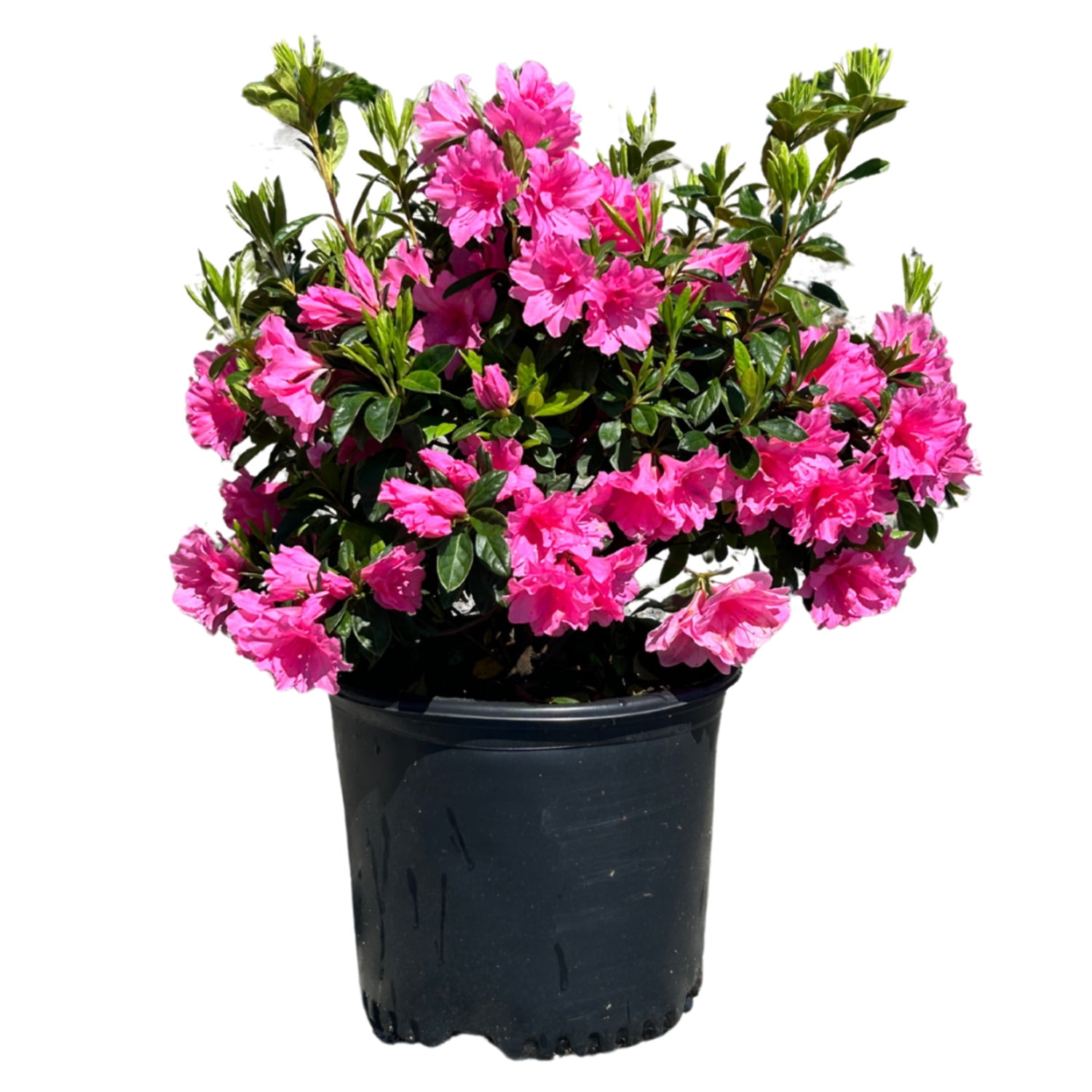 ‘Pink Ruffle’ Azalea - 3 Gallon Pot, Live Evergreen Shrub, Part Sun ...