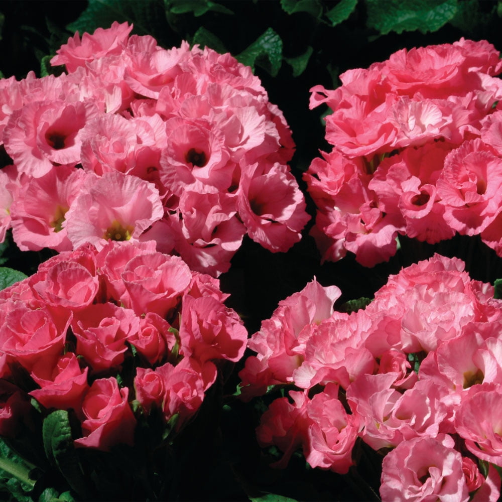 Pink Shades Common Primrose Garden Flower Plant Seeds - 20 Seeds ...