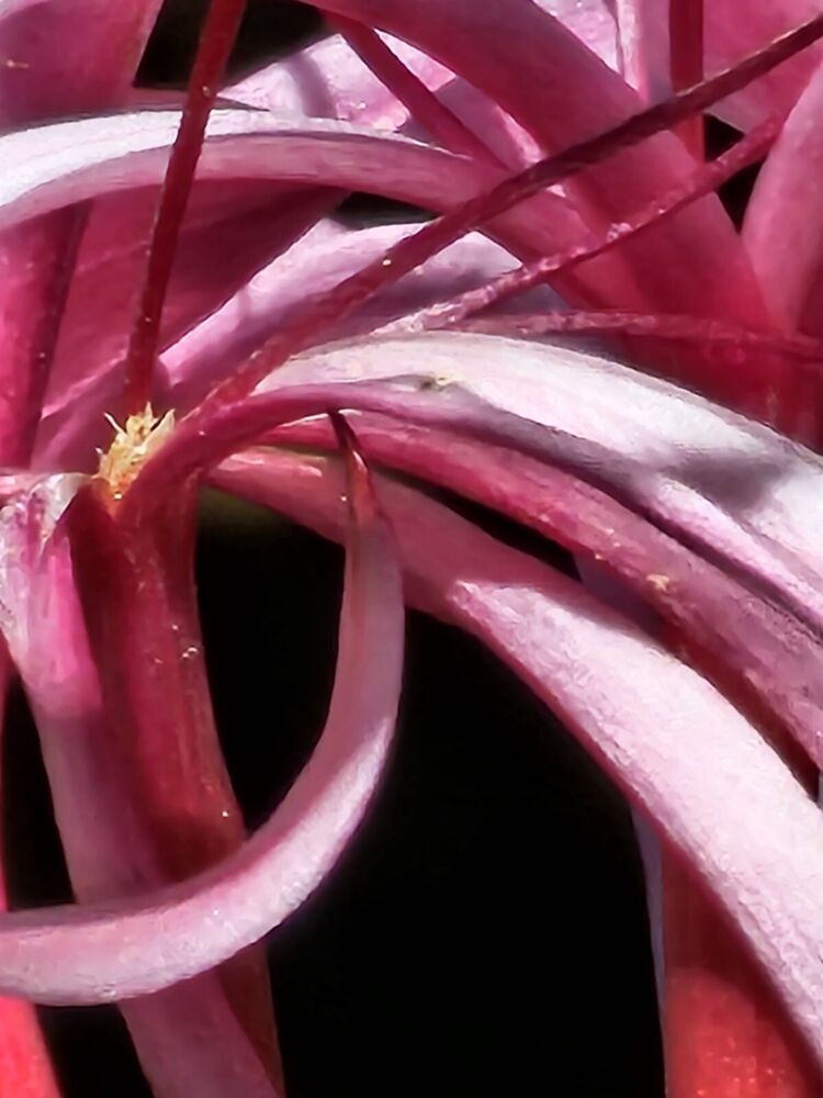 Pink Spider Lily Purple Leaves. - Walmart.com