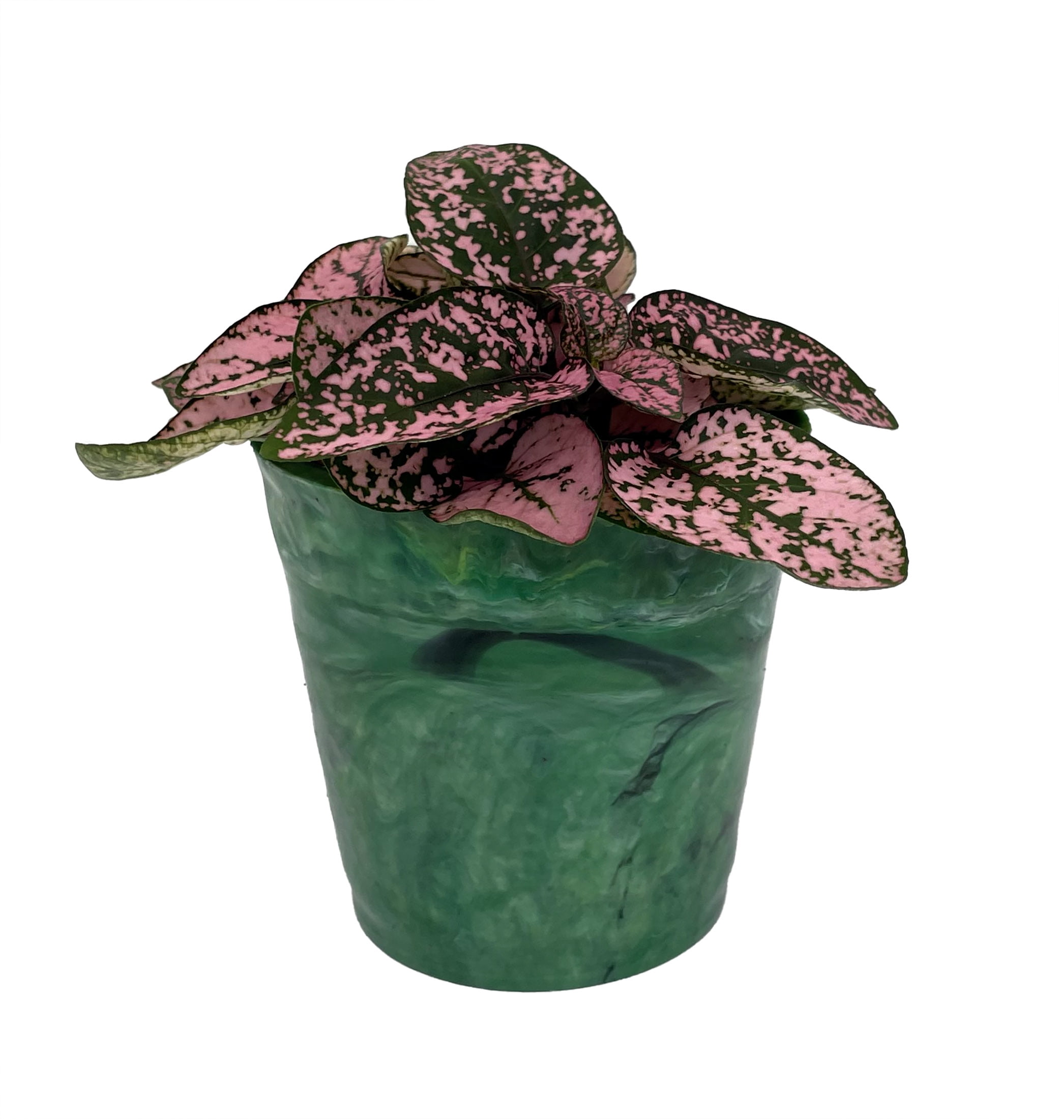 Pink Splash Polka Dot Plant - Hypoestes in 2.5" Green Recycled Plastic ...