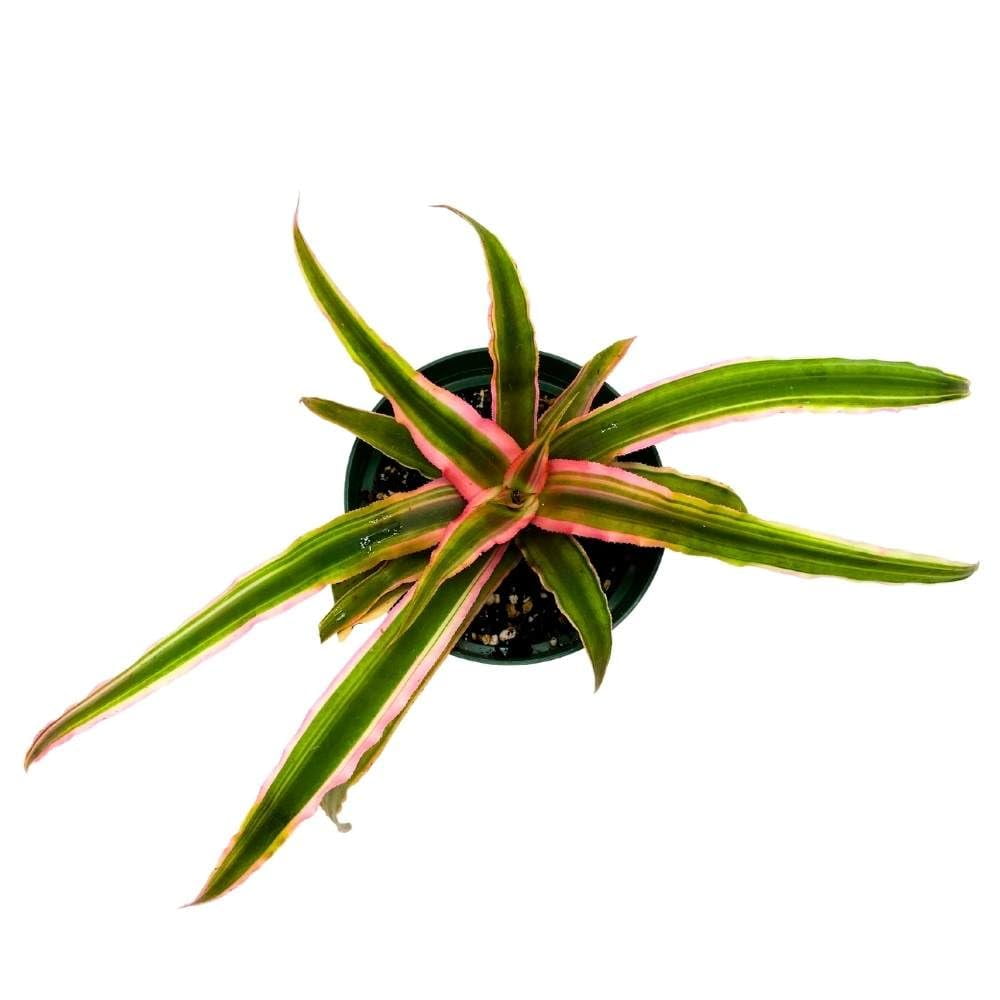 Pink Starlite cryptanthus 4 inch, bivitattus Minor Dwarf Rose Stripe ...