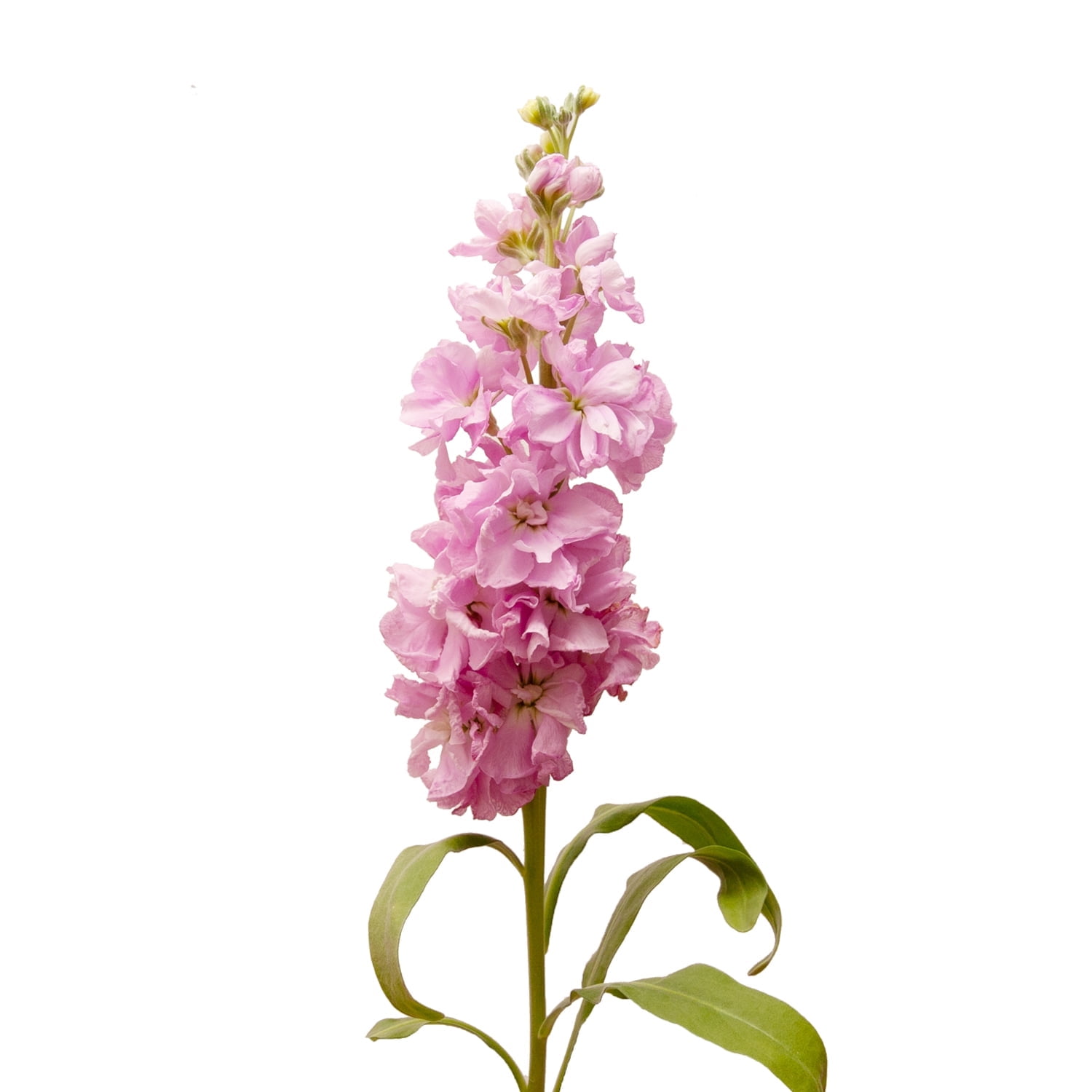 Pink Stock - Farm Direct Fresh Cut Flowers - 140 Stems - Walmart.com
