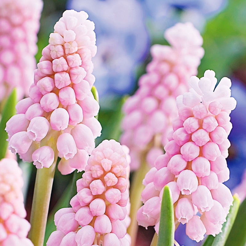 Pink Sunrise Muscari Flower Bulbs - 5 Bulbs per Pack - Pleasantly ...