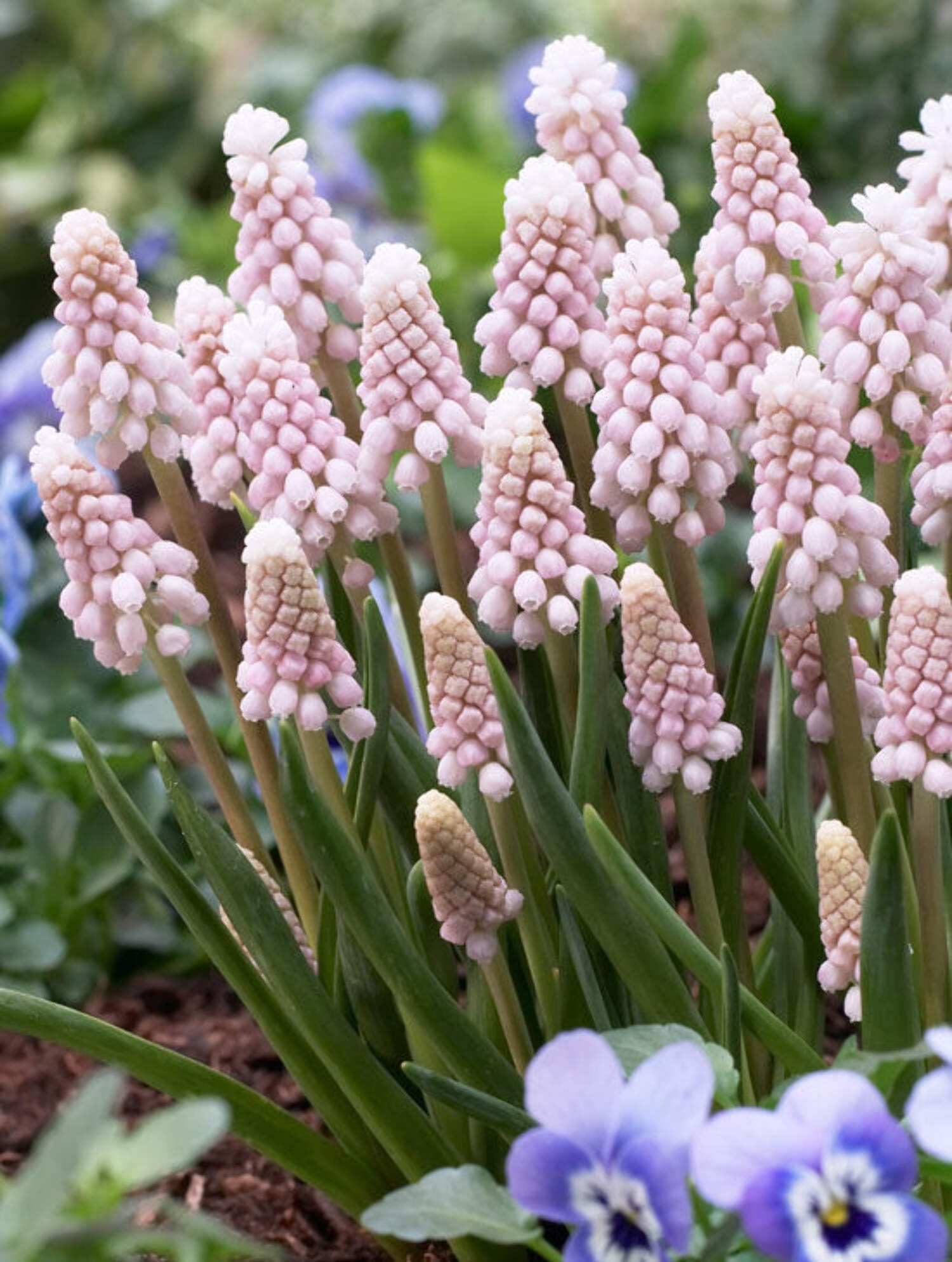 Pink Sunrise Muscari armeniacum - 5 bulbs - Walmart.com